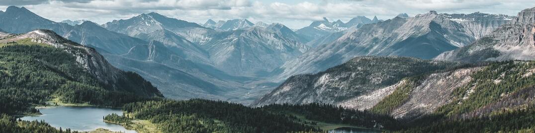 trees - LinkedIn Background - Get some inspiration!