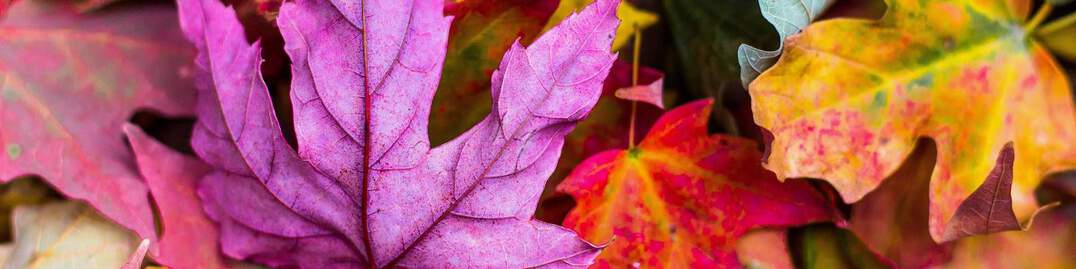 Colorful Autumn - LinkedIn Background - Get some inspiration!