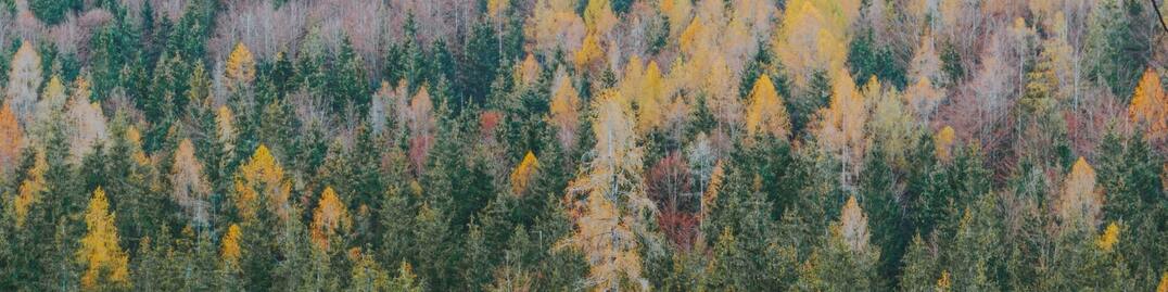 Colorful Forest - LinkedIn Background - Get some inspiration!
