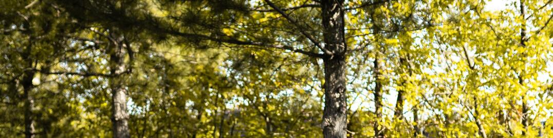 Forest In Daylight - LinkedIn Background - Get some inspiration!