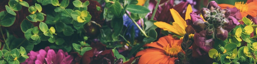 Garden - LinkedIn Background - Get some inspiration!