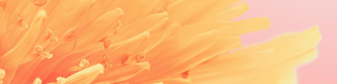 Pretty In Yellow - LinkedIn Background - Get some inspiration!