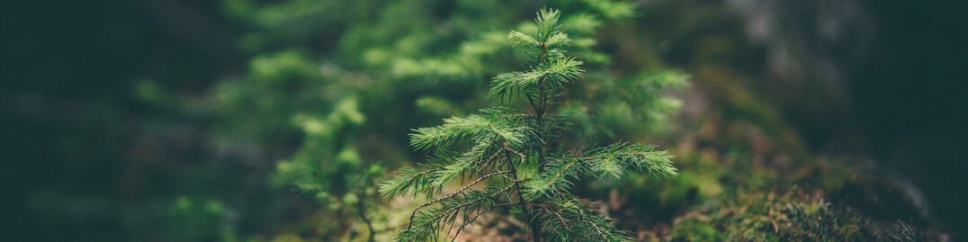 Small Tree - LinkedIn Background - Get some inspiration!