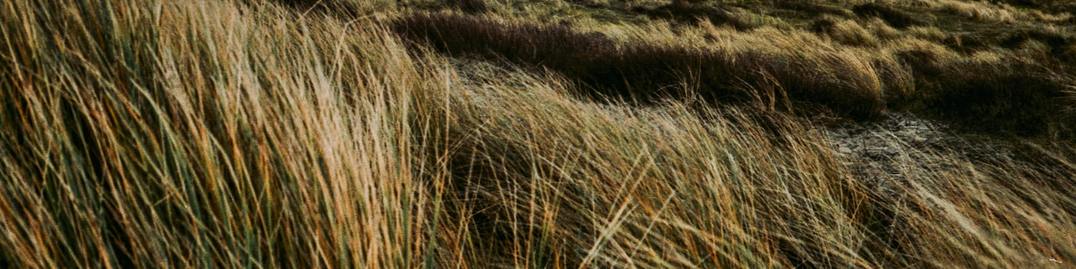 nature - LinkedIn Background - Get some inspiration!