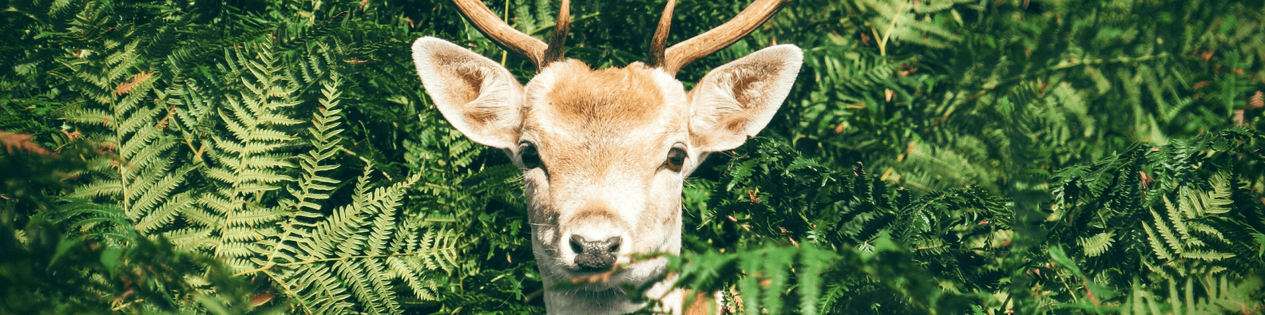 Deer In the Forest - LinkedIn Background - Get some inspiration!