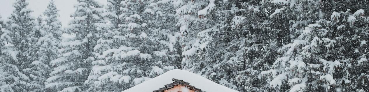 Forest During Winter - LinkedIn Background - Get some inspiration!