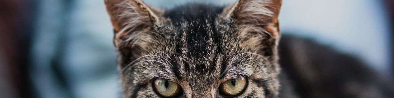 Gazing Cat - LinkedIn Background - Get some inspiration!