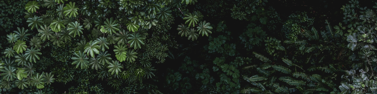 Plants - LinkedIn Background - Get some inspiration!