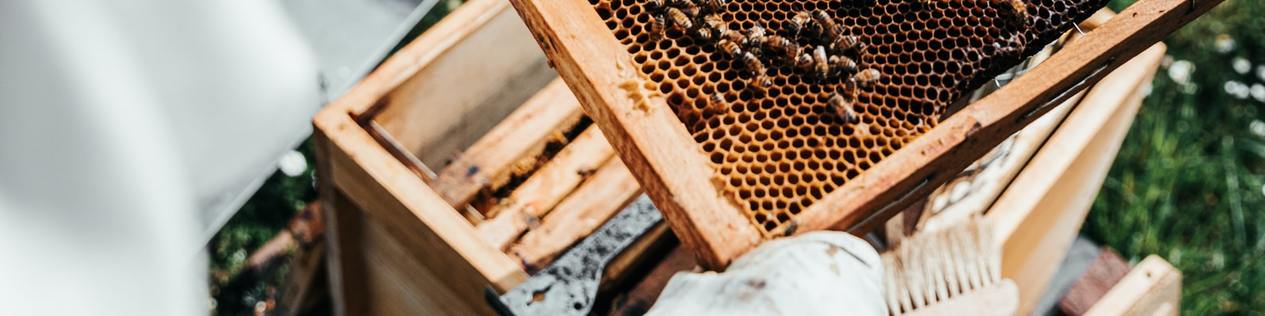 Nature - LinkedIn Background - Get some inspiration!