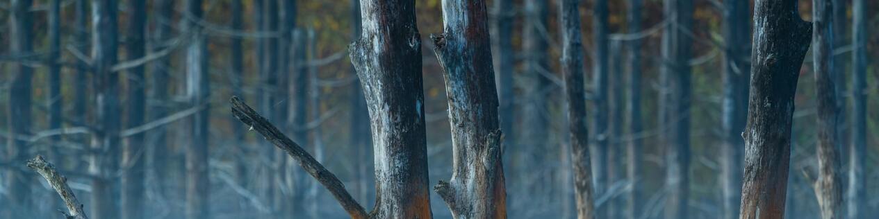 Leafless Trees - LinkedIn Background - Get some inspiration!