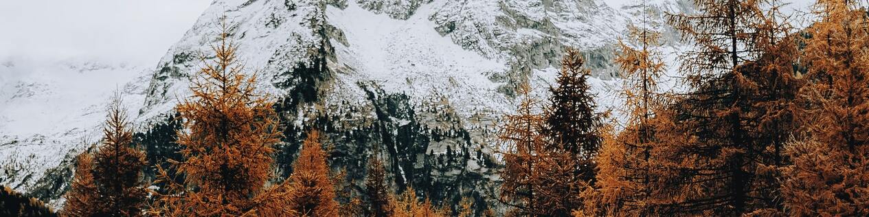 Snowy Mountain Beside Orange Trees - LinkedIn Background - Get some ...