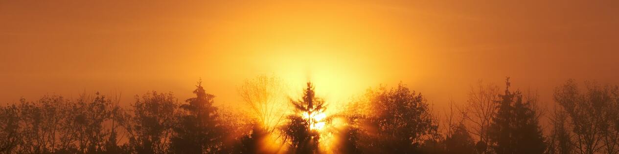 View Of Beautiful Sunrise Behind The Trees - LinkedIn Background - Get ...