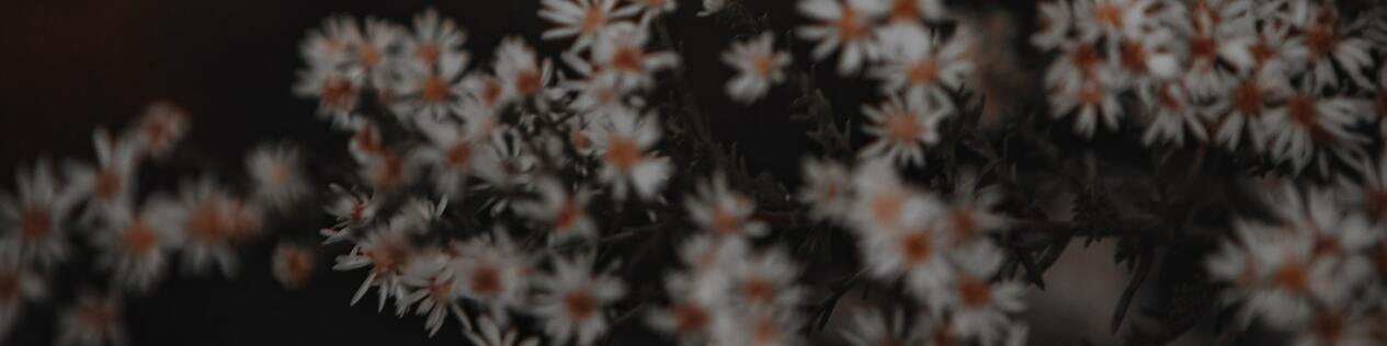 Flowers - LinkedIn Background - Get some inspiration!