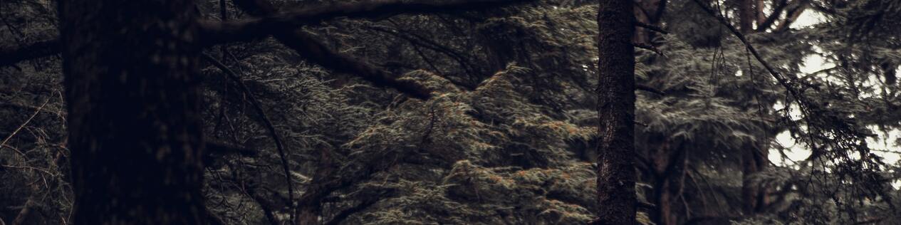 Forest - LinkedIn Background - Get some inspiration!