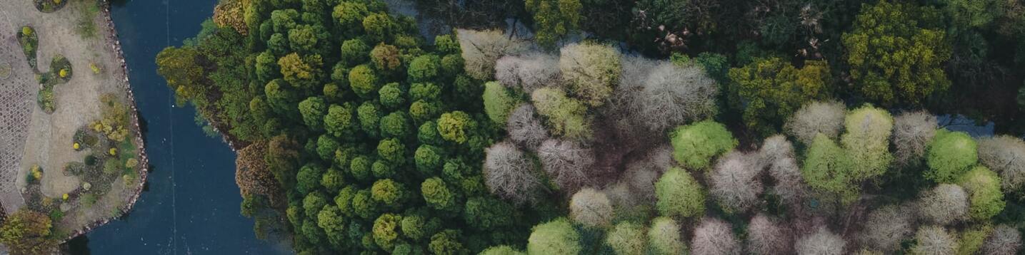 Forest - LinkedIn Background - Get some inspiration!