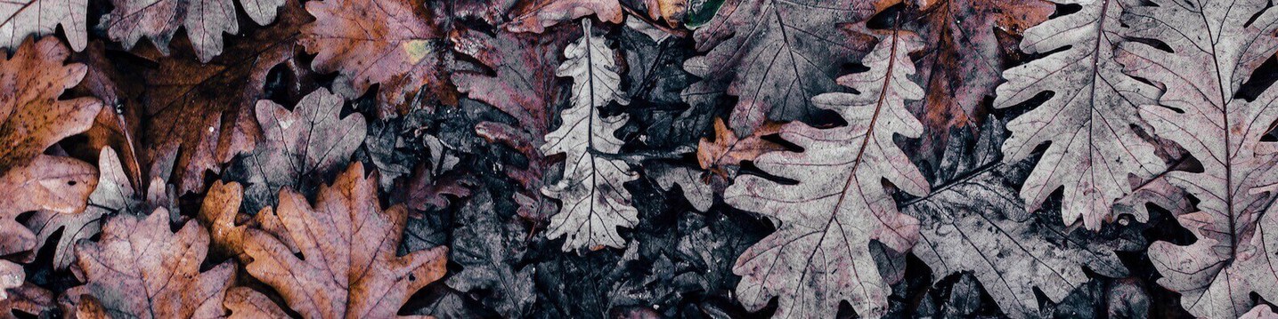 Autumn Leaves - LinkedIn Background - Get some inspiration!