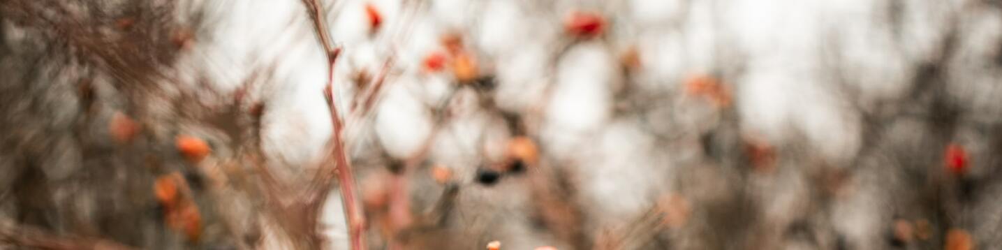 Flowers - LinkedIn Background - Get some inspiration!