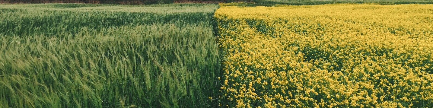 greenery - LinkedIn Background - Get some inspiration!