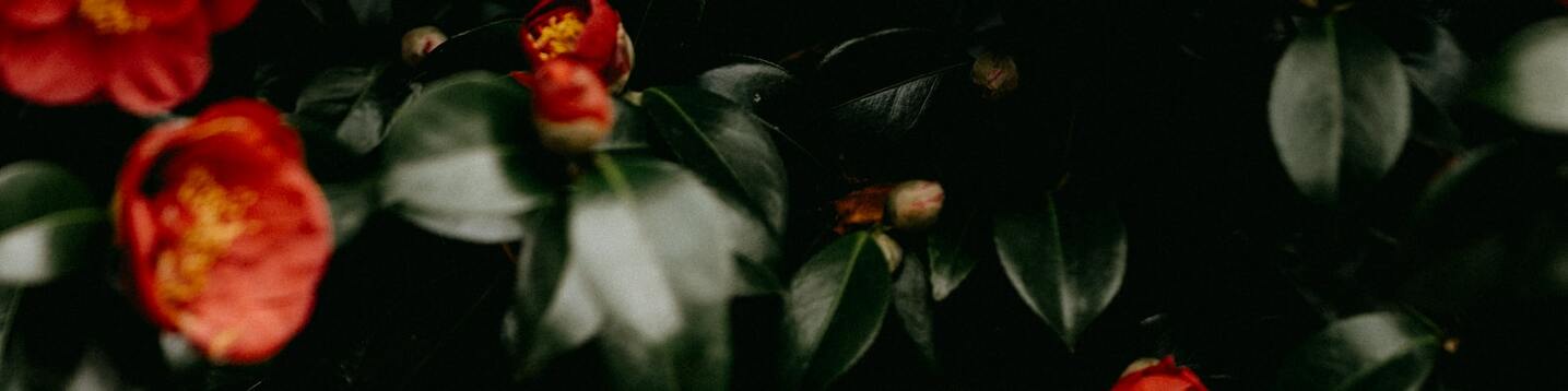 Flowers - LinkedIn Background - Get some inspiration!