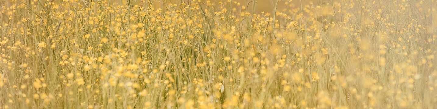 spring - LinkedIn Background - Get some inspiration!