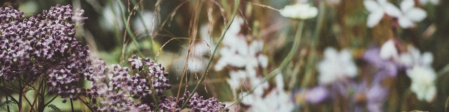 Life In Flowers - LinkedIn Background - Get some inspiration!