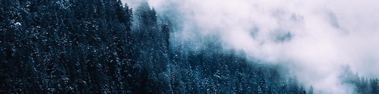 Forest - LinkedIn Background - Get some inspiration!