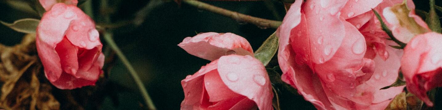 Pink Flowers With Water Droplets - LinkedIn Background - Get some inspiration!