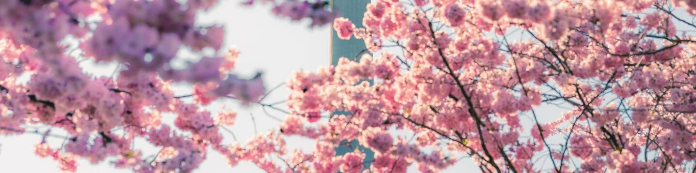Pink - LinkedIn Background - Get some inspiration!