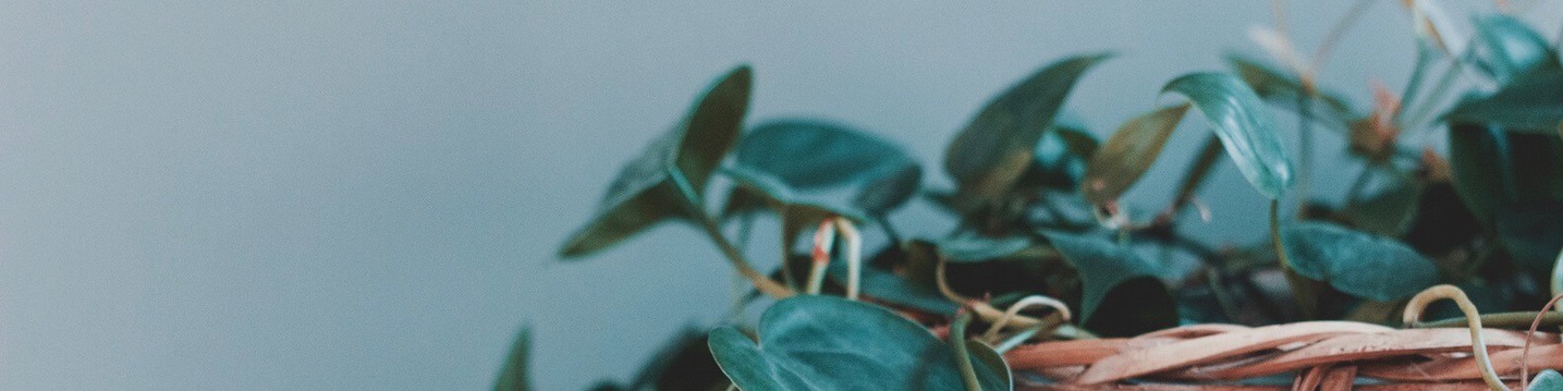 Plant - LinkedIn Background - Get some inspiration!