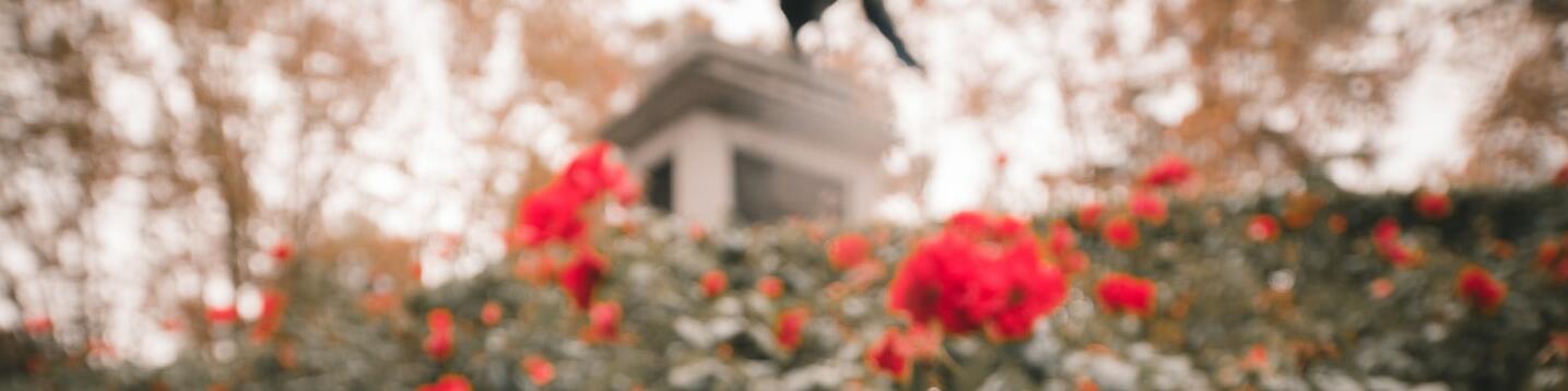 Flowers - LinkedIn Background - Get some inspiration!