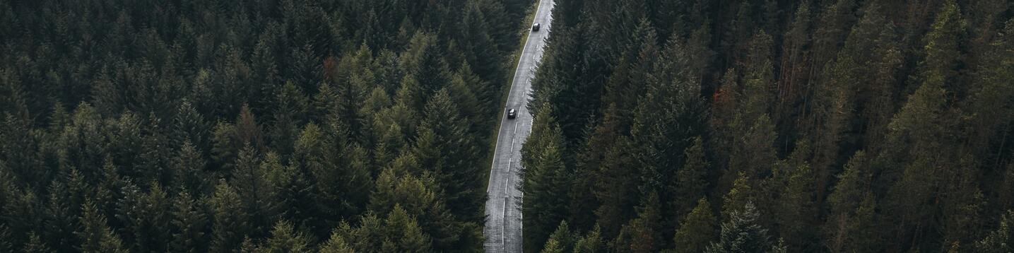 Forest - LinkedIn Background - Get some inspiration!