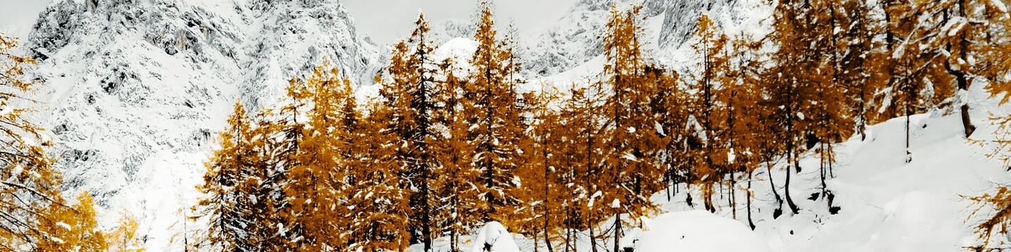 Snowy Mountain And Forest With Orange Trees - LinkedIn Background - Get ...