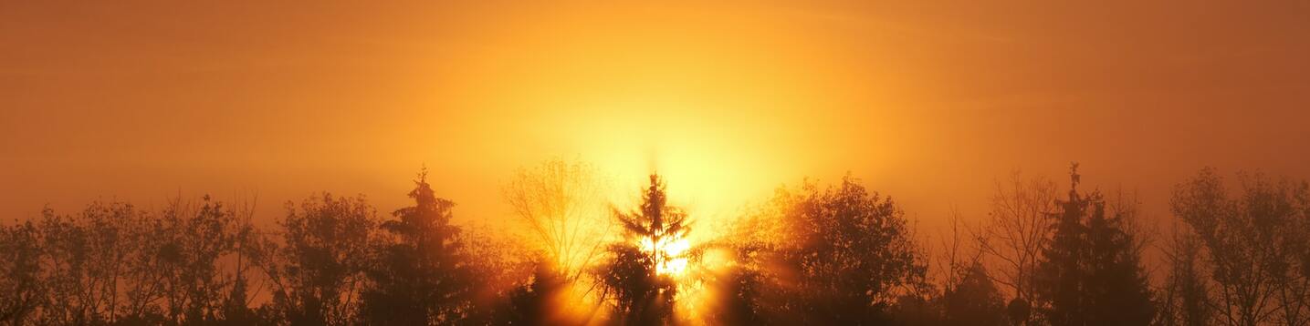 View Of Beautiful Sunrise Behind The Trees - LinkedIn Background - Get ...