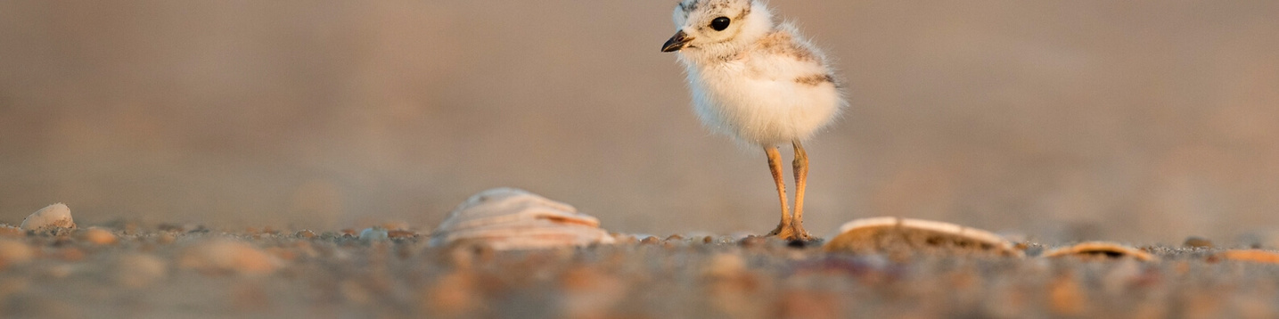 World Of Small Creatures - LinkedIn Background - Get some inspiration!