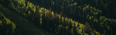 Forest - LinkedIn Background - Get some inspiration!