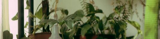 Green Indoor Plants - LinkedIn Background - Get some inspiration!