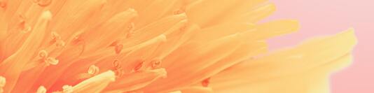Pretty In Yellow - LinkedIn Background - Get some inspiration!