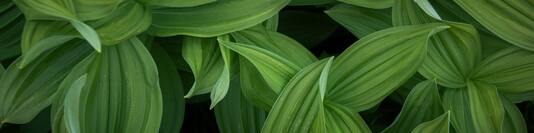 Gradient - LinkedIn Background - Get some inspiration!