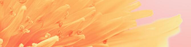 Pretty In Yellow - LinkedIn Background - Get some inspiration!