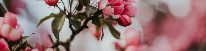 Pretty Pink Flowers - LinkedIn Background - Get some inspiration!