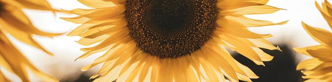 Sunny Sunflower - LinkedIn Background - Get some inspiration!