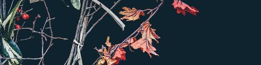 Autumn Decoration - LinkedIn Background - Get some inspiration!