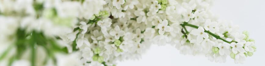 Beautiful White Flower - LinkedIn Background - Get some inspiration!