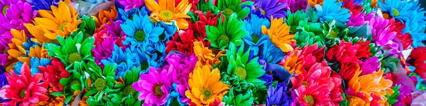 Colorful Flowers In The Flower Shop - LinkedIn Background - Get some ...