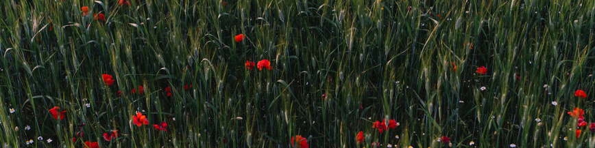 Nature - LinkedIn Background - Get some inspiration!