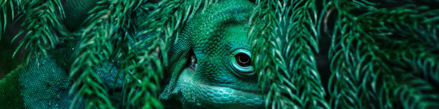 Nature - LinkedIn Background - Get some inspiration!