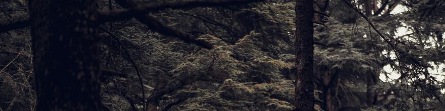 Windy And Gloomy Weather In The Forest - LinkedIn Background - Get some ...