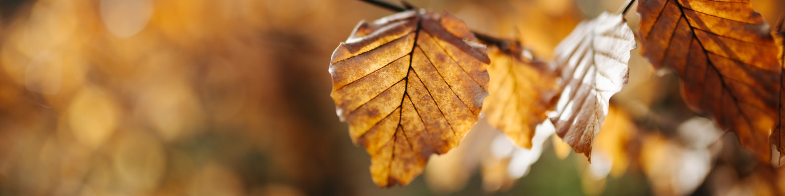 Autumn Leaves Smiling At You - LinkedIn Background - Get some inspiration!