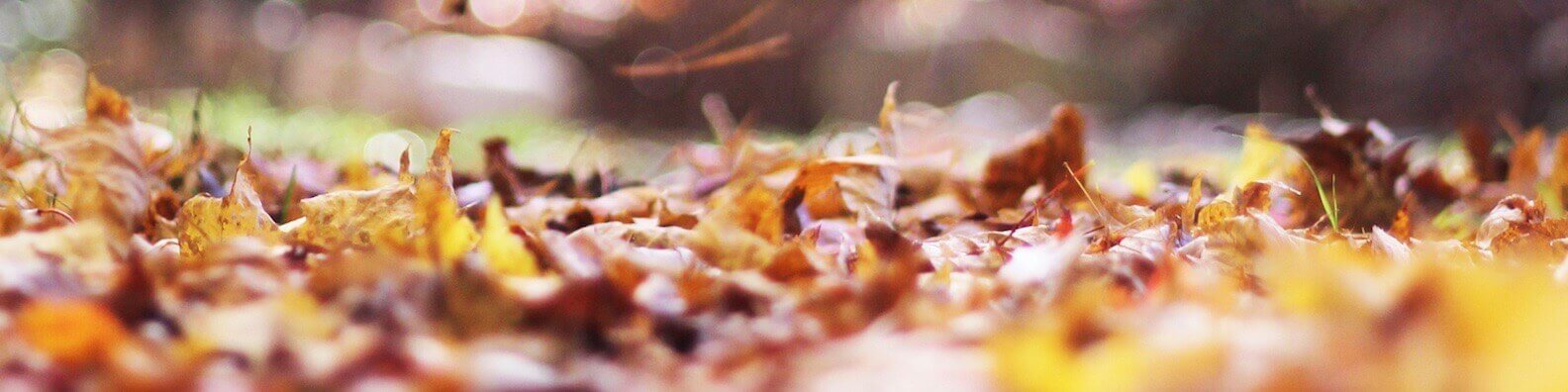 Autumn Reality - LinkedIn Background - Get some inspiration!