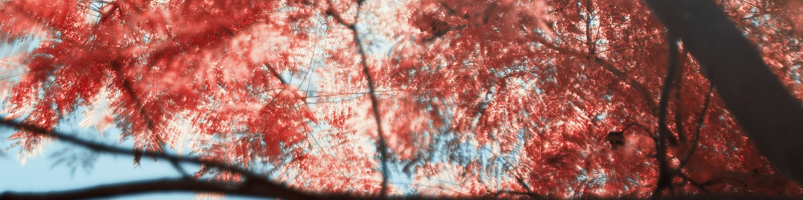 Beautiful Red Trees During Daytime - LinkedIn Background - Get some ...